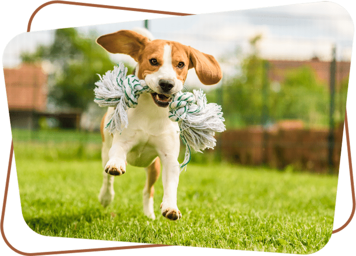 Cours individuel Izon - Dressage de chiens